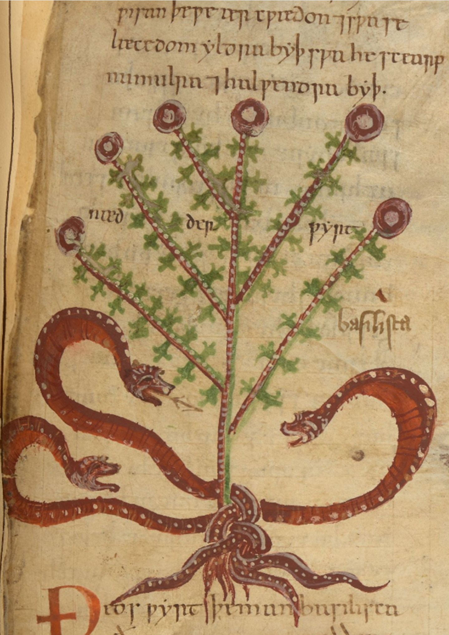 The anti-Basilisk plant – MONK'S MODERN MEDIEVAL CUISINE