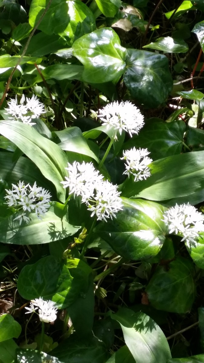 Interruptio studii – MONK'S MODERN MEDIEVAL CUISINE