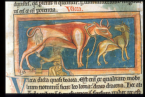 More on brains: a 15th-century recipe for calves’ or pigs’ brains ...