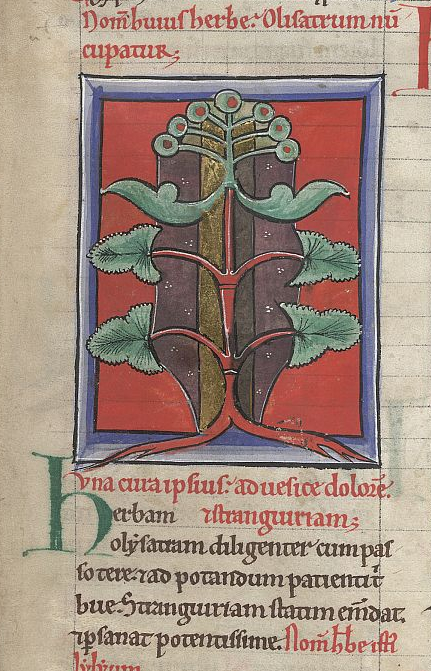 Medieval culinary glossary: parsley root – MONK'S MODERN MEDIEVAL CUISINE