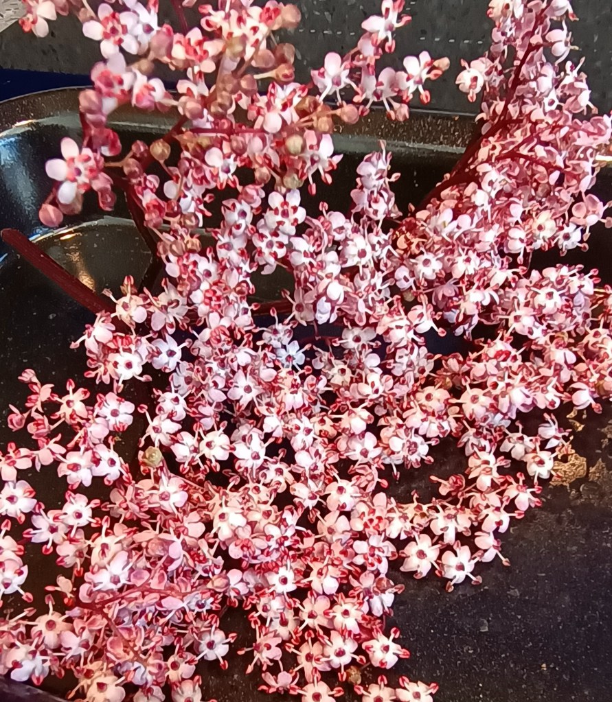 Lactose-free, soufflé-light, baked elderflower cheesecake, inspired by ...