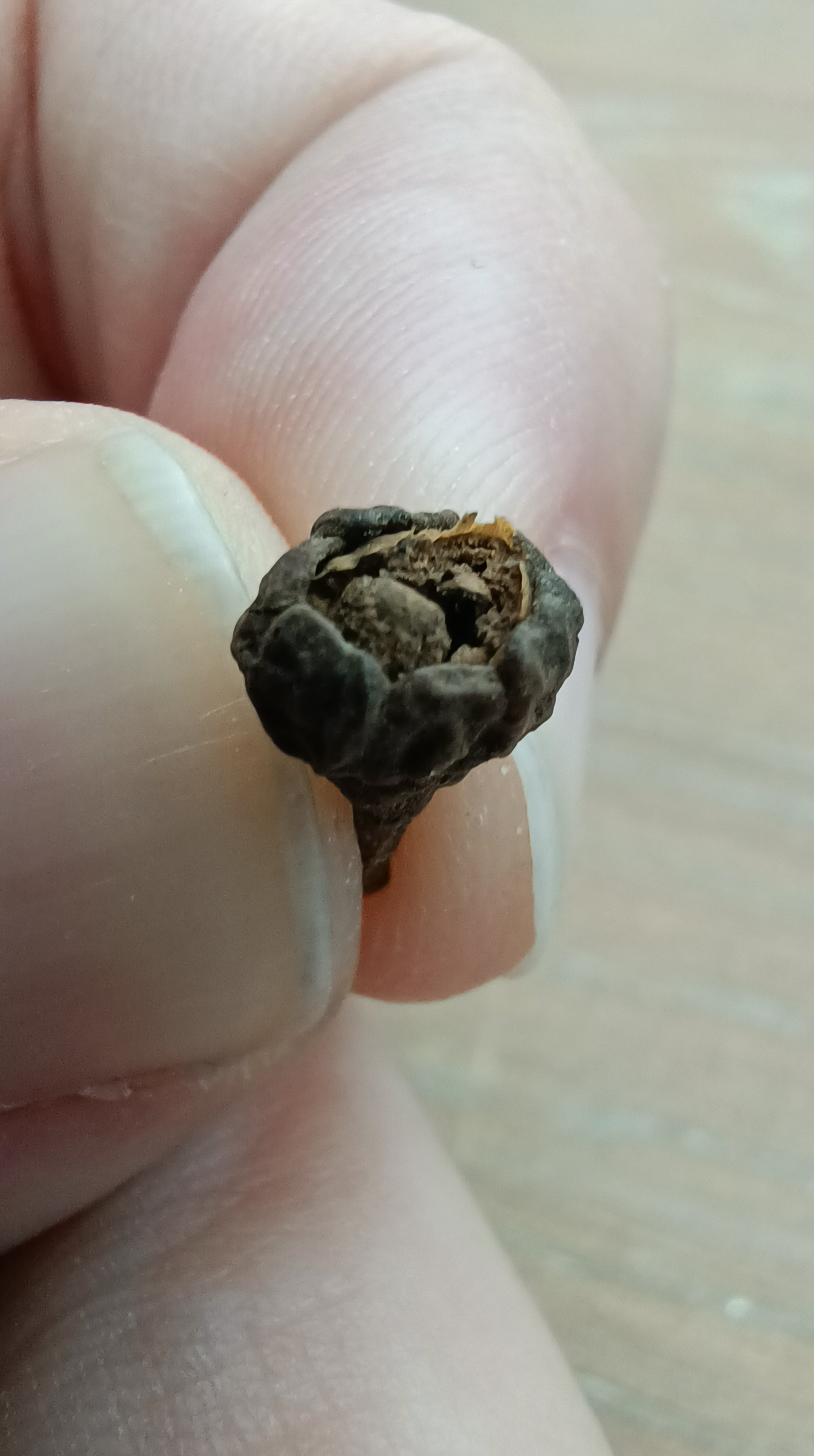 Cassia buds, the ‘flower’ of medieval spices – MONK'S MODERN MEDIEVAL ...